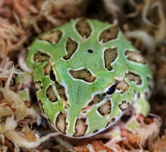 Pacman Frog Health Sheet All You Have to Know - The Reptile Bay