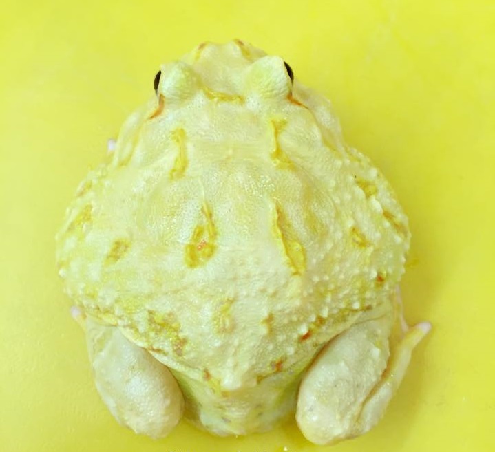 Pacman Frog Health Sheet All You Have to Know - The Reptile Bay