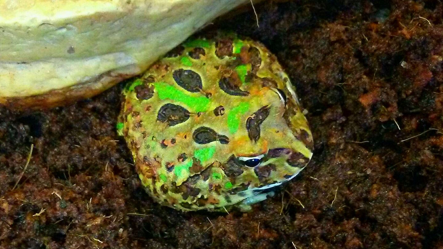 Pacman Frog Health Sheet All You Have to Know - The Reptile Bay