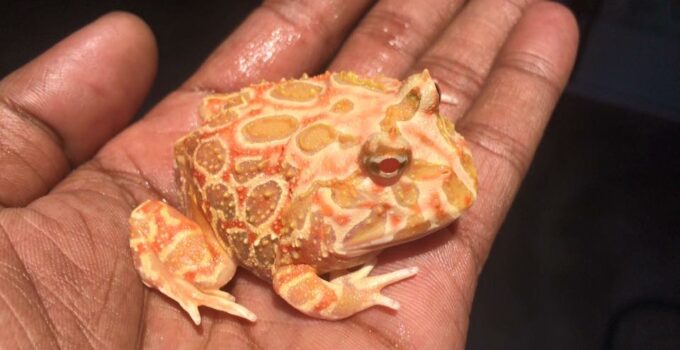 Pacman Frog Health Sheet All You Have to Know - The Reptile Bay