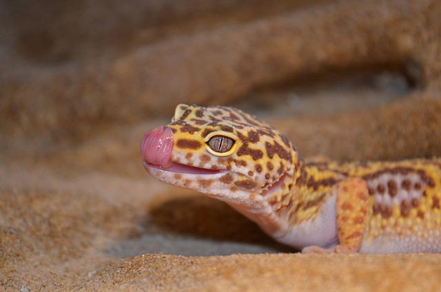 What human Foods May Leopard Geckos eat? - The Reptile Bay