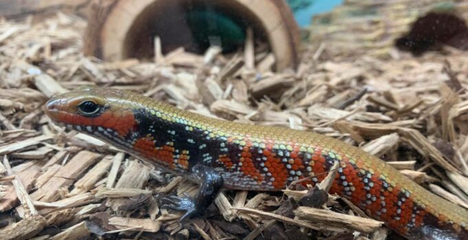 20 Best Pet Lizards For Beginner - The Reptile Bay