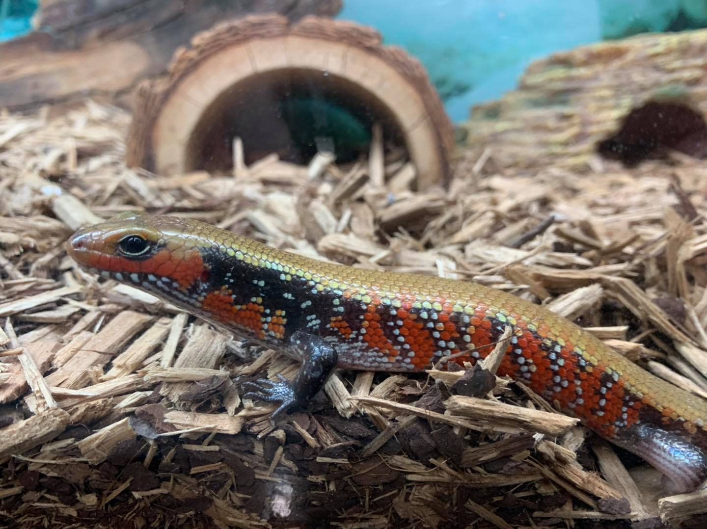 20 Best Pet Lizards For Beginner - The Reptile Bay