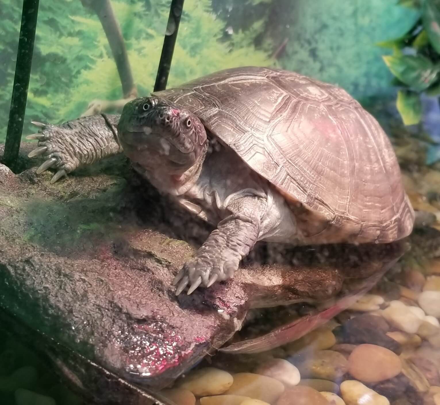 Turtle Breeds: 33 pet turtles for beginners - The Reptile Bay