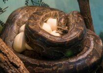 Care Instructions & Species Profile: African House Snake - The Reptile Bay