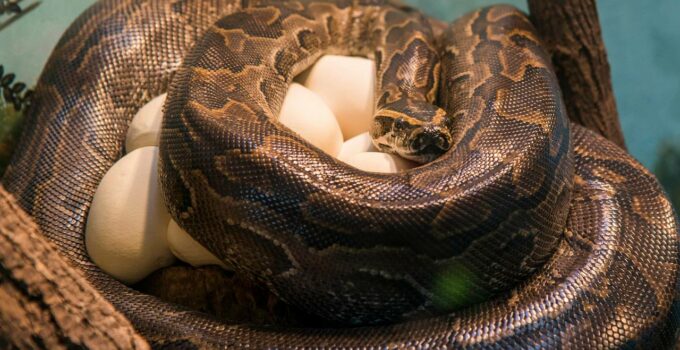 Snakes lay eggs? 3 ways snakes give birth - The Reptile Bay