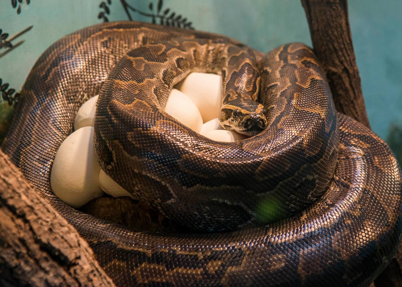 Snakes lay eggs? 3 ways snakes give birth