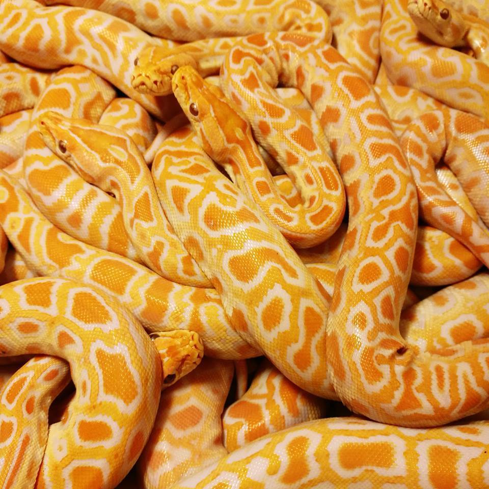 Burmese Python Care Sheet: A Good Snake for Beginning Snake Owners ...