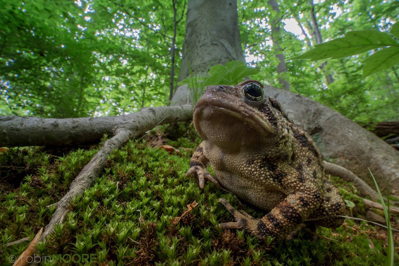 17 Popular Frog Pets for Beginners - The Reptile Bay