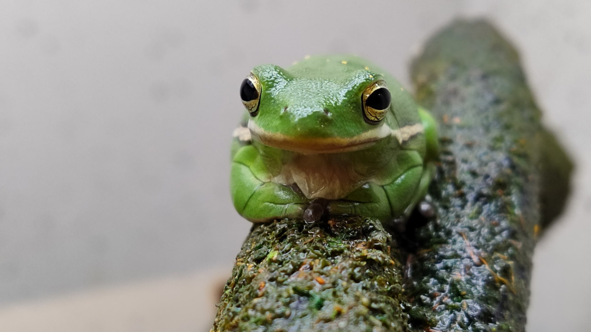 17 Popular Frog Pets for Beginners - The Reptile Bay