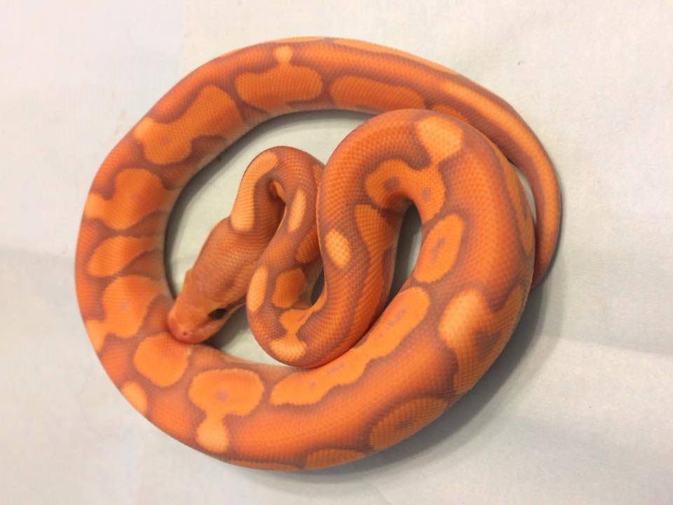 Ball Python Care for Beginners: Handling, Diet and Terrarium Setup ...