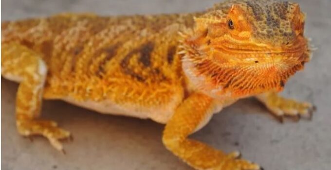 What do You need to know about Fancy Bearded Dragons? - The Reptile Bay