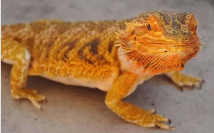 What do You need to know about Fancy Bearded Dragons? - The Reptile Bay
