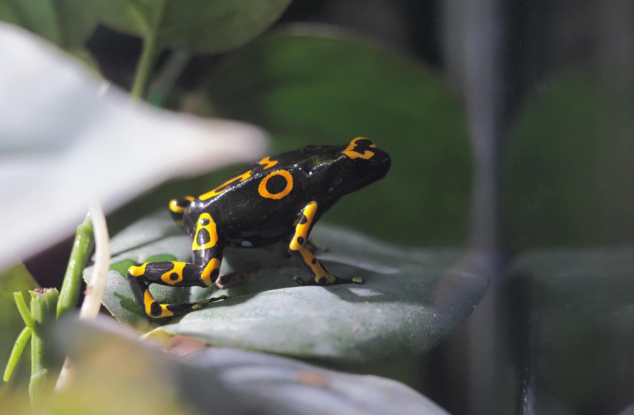 17 Popular Frog Pets for Beginners - The Reptile Bay