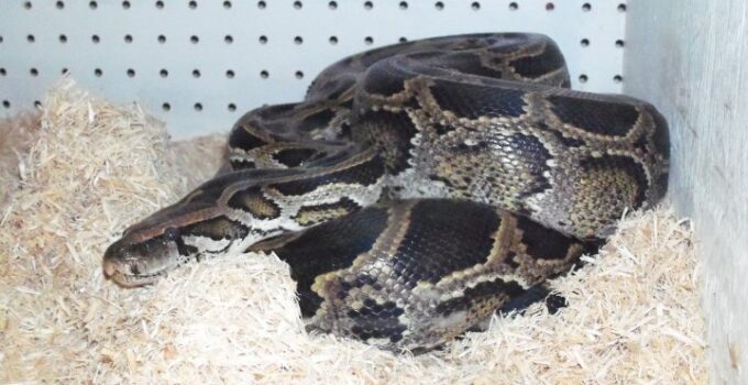 Burmese Python Care Sheet: A Good Snake for Beginning Snake Owners ...