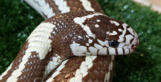 20 Pets Are Friendly Snakes for Beginning Pet Snakes - The Reptile Bay