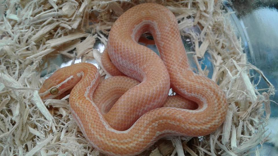 20 Pets Are Friendly Snakes for Beginning Pet Snakes - The Reptile Bay