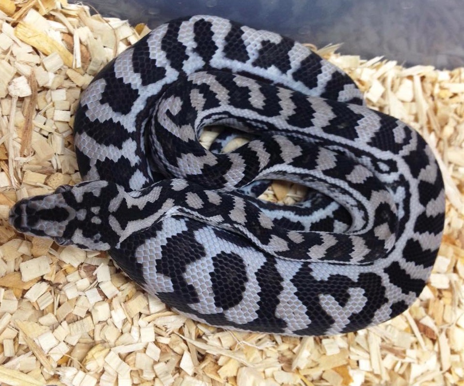 20 Pets Are Friendly Snakes for Beginning Pet Snakes - The Reptile Bay