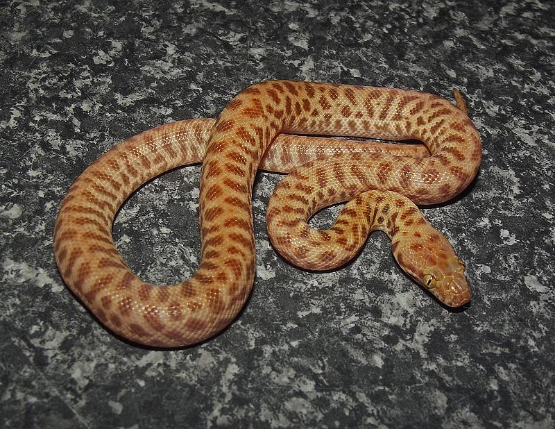 20 Pets Are Friendly Snakes for Beginning Pet Snakes - The Reptile Bay