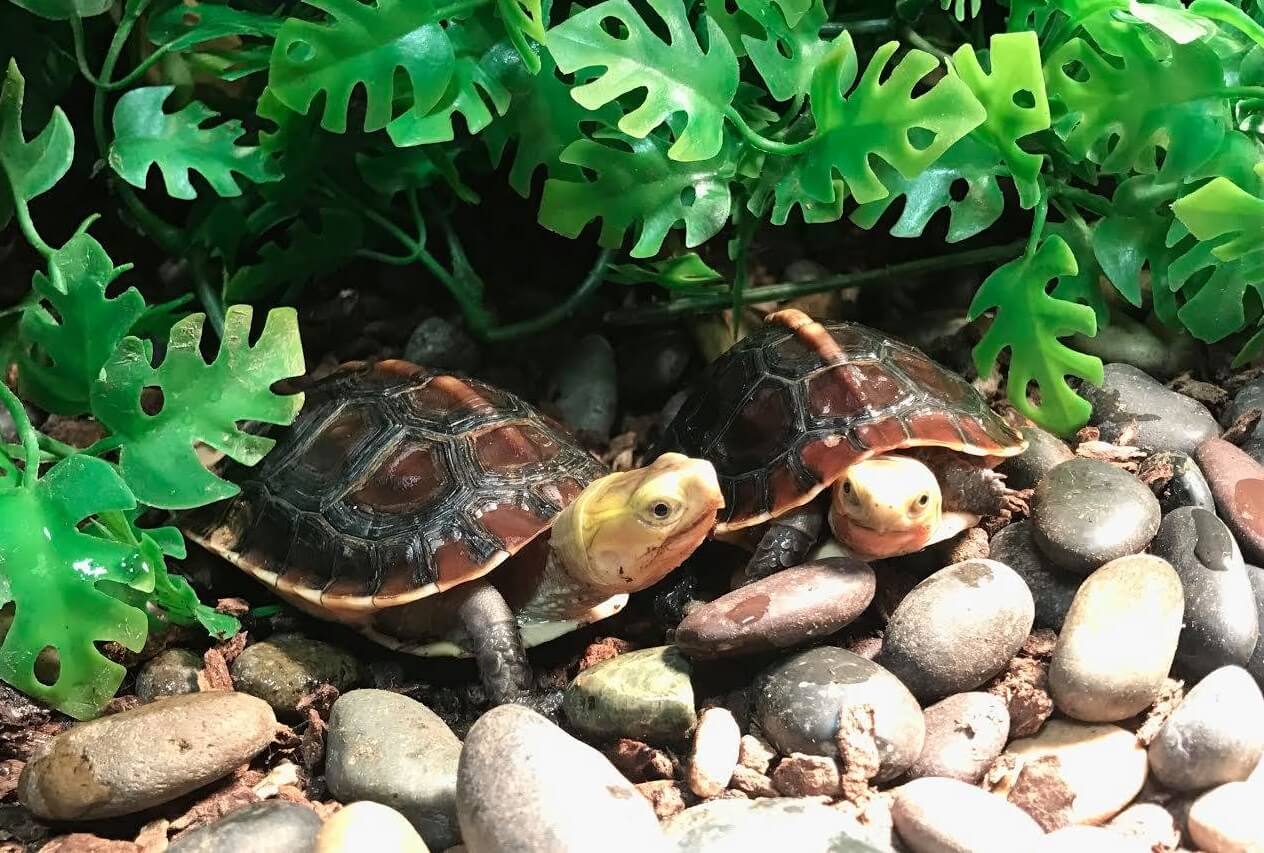 Turtle Breeds: 33 pet turtles for beginners - The Reptile Bay