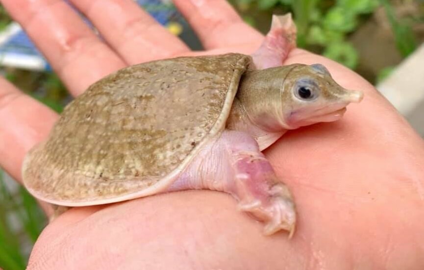 Turtle Breeds: 33 pet turtles for beginners - The Reptile Bay