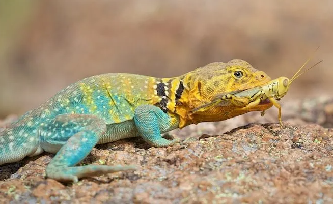 What do Lizards eat? Diet in the Wild & Pets - The Reptile Bay