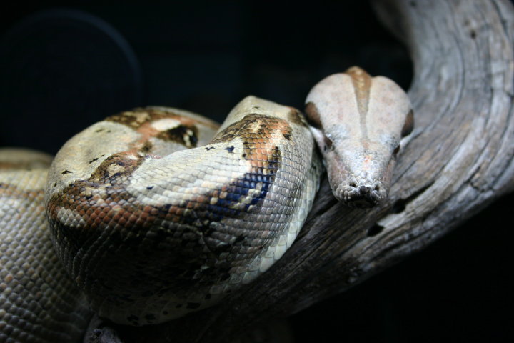 20 Pets Are Friendly Snakes for Beginning Pet Snakes - The Reptile Bay