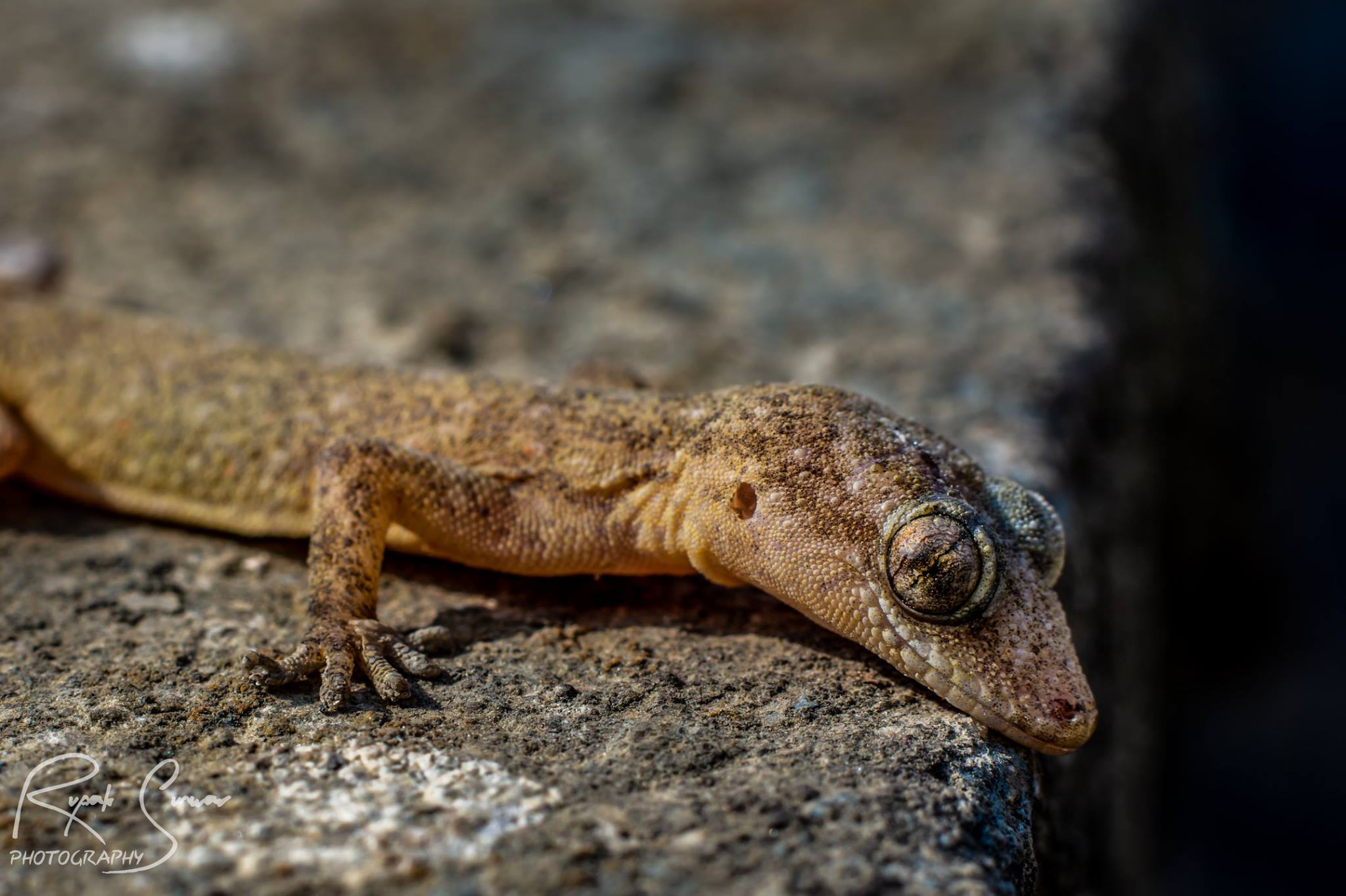 The Types of Geckos: 15 of the Best pet Gecko species - The Reptile Bay