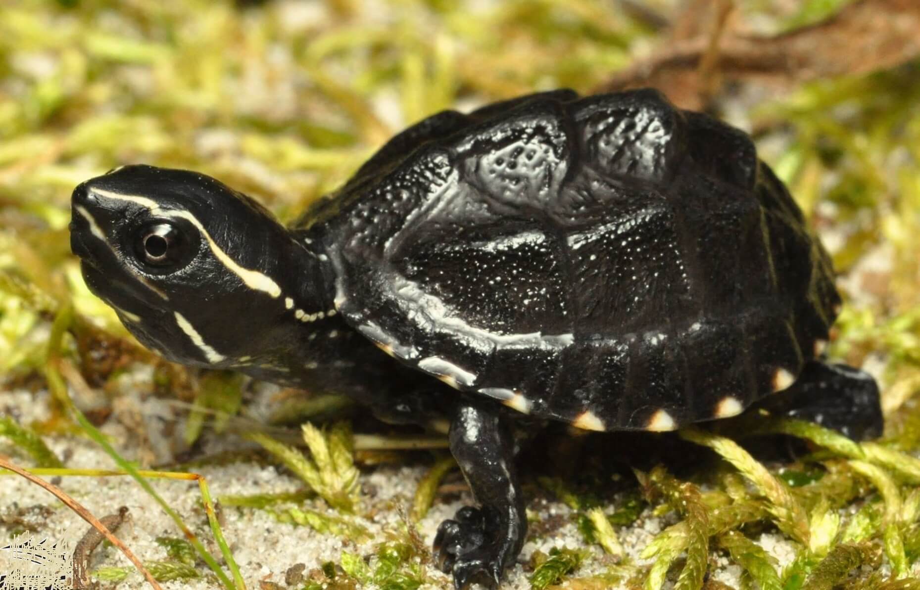 350+ Top Pet Turtle Names For Your Choice - The Reptile Bay