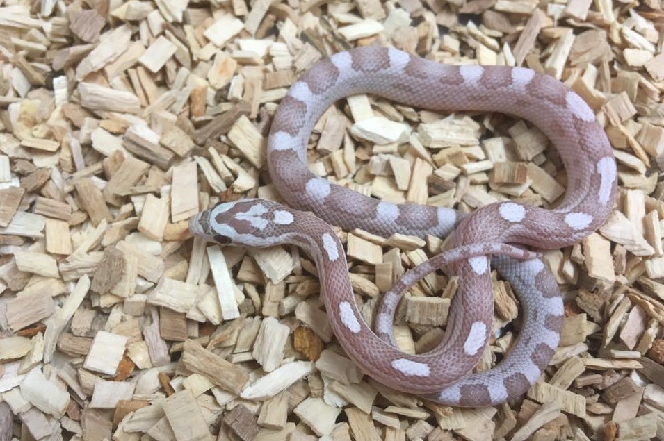 20 Pets Are Friendly Snakes for Beginning Pet Snakes - The Reptile Bay