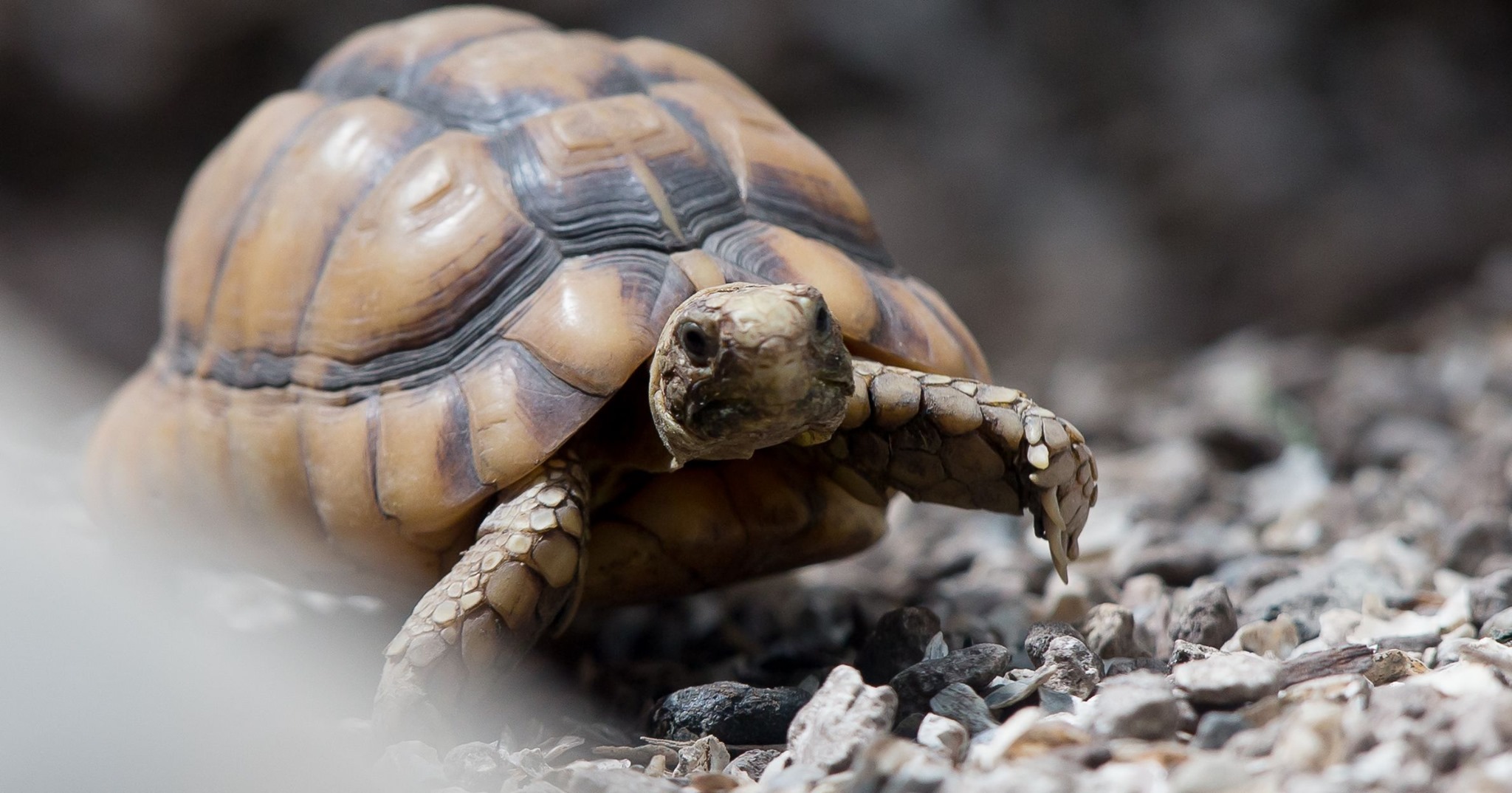 Top 10 Best Pet Tortoise Breeds for Beginners - The Reptile Bay