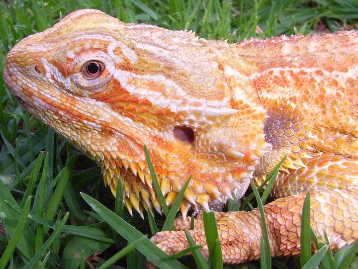 What do Bearded Dragons Eat? The Best Food List & Feeding Guide - The ...