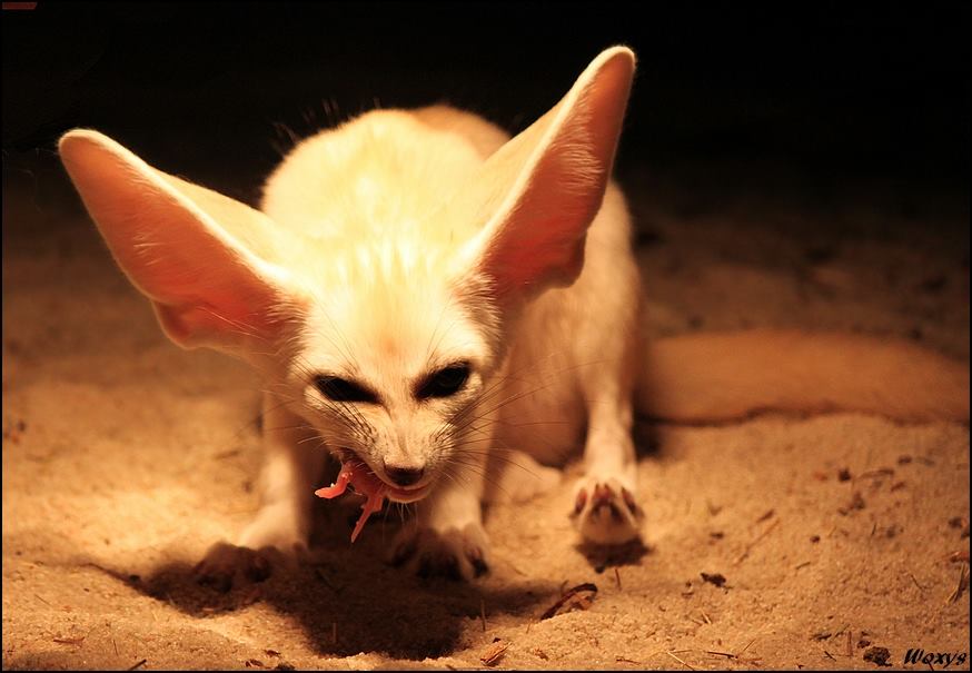 TOP 18 Exotic Pets Legal in The US - The Reptile Bay