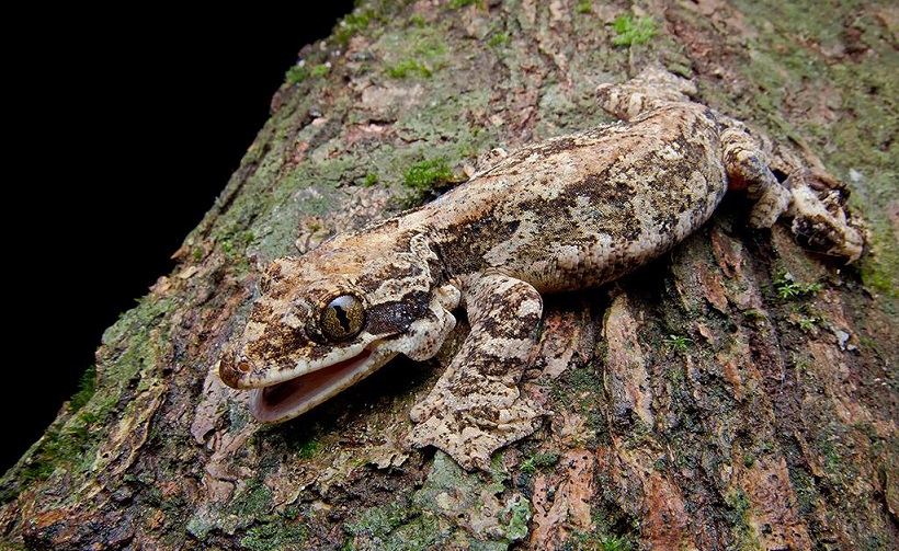 The Types of Geckos: 15 of the Best pet Gecko species - The Reptile Bay