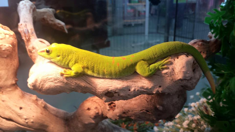 The Types of Geckos: 15 of the Best pet Gecko species - The Reptile Bay