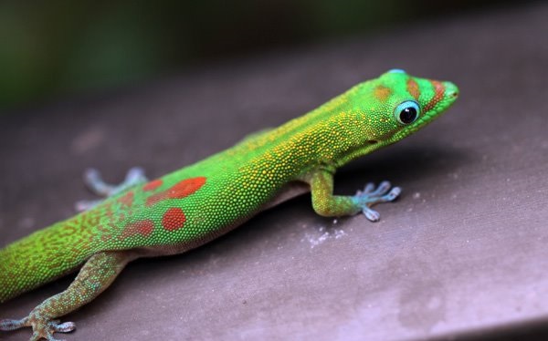 The Types of Geckos: 15 of the Best pet Gecko species - The Reptile Bay