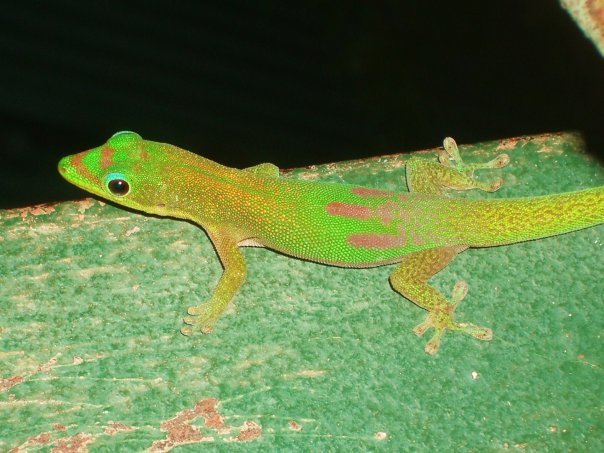 20 Best Pet Lizards For Beginner - The Reptile Bay