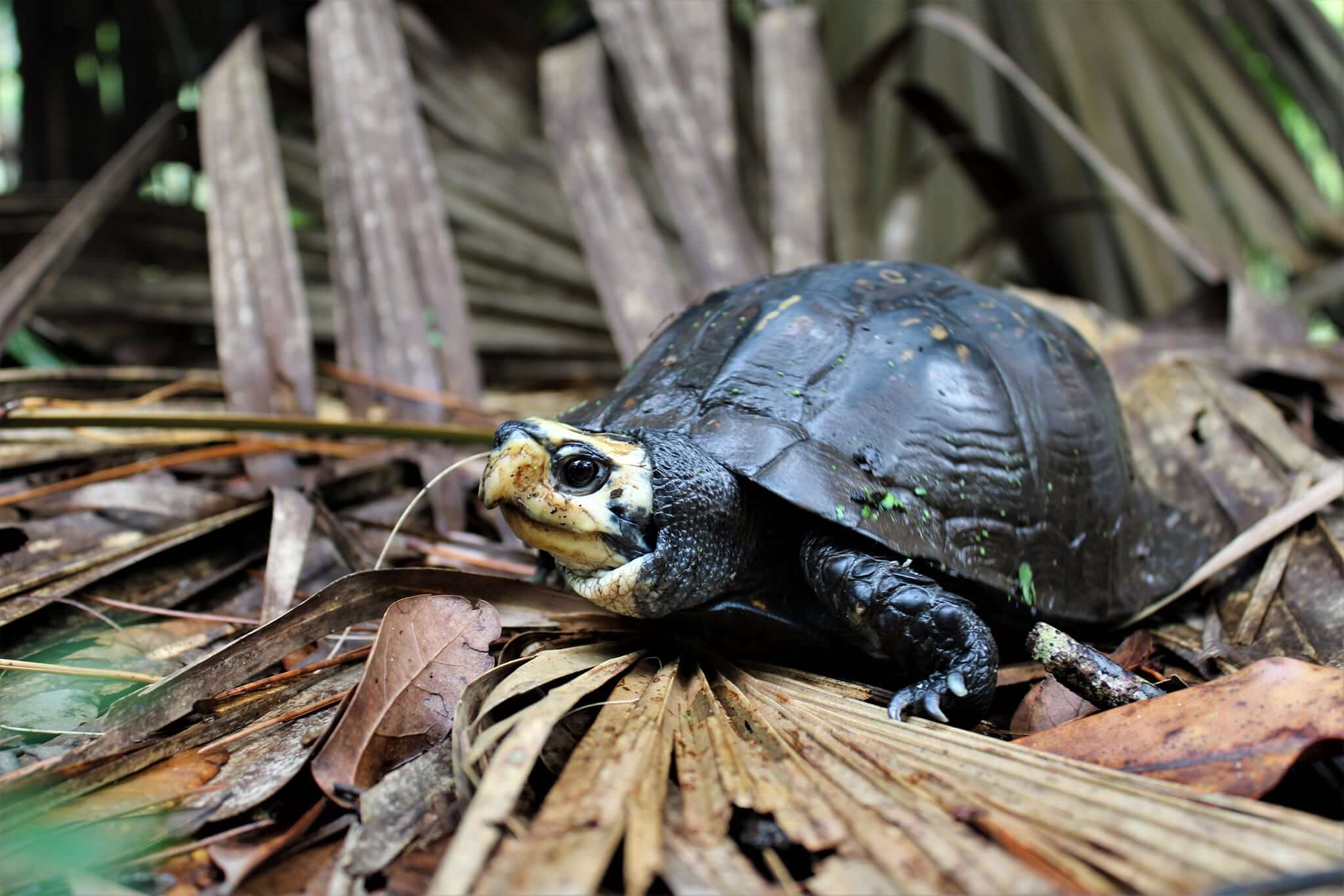 Turtle Breeds: 33 pet turtles for beginners - The Reptile Bay