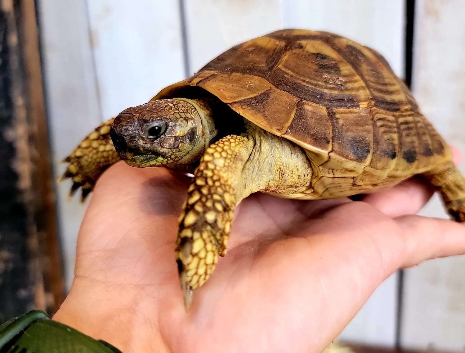 Top 10 Best Pet Tortoise Breeds for Beginners - The Reptile Bay