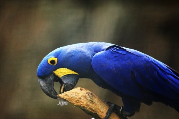 TOP 18 Exotic Pets Legal in The US - The Reptile Bay