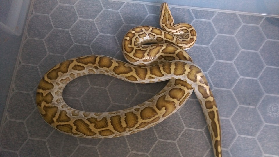 Burmese Python Care Sheet: A Good Snake for Beginning Snake Owners ...