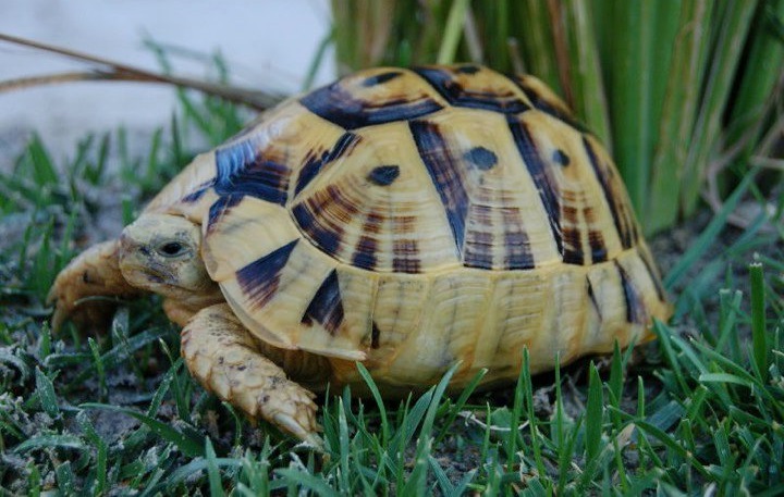 Top 10 Best Pet Tortoise Breeds for Beginners - The Reptile Bay