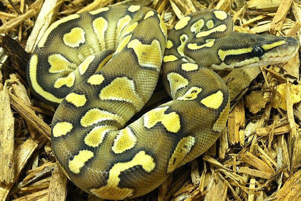 Ball Python Care for Beginners: Handling, Diet and Terrarium Setup ...