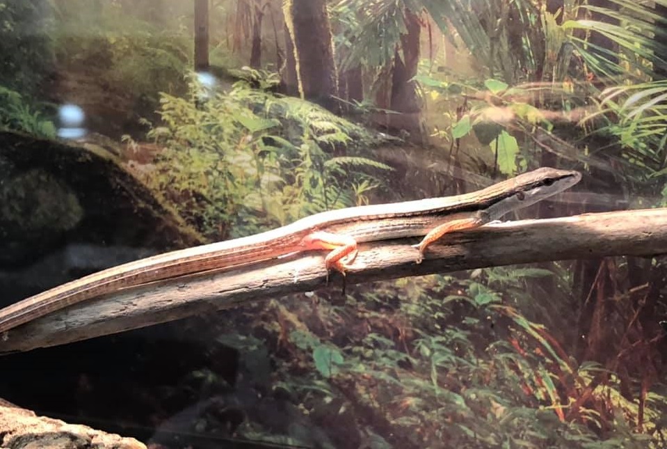 20 Best Pet Lizards For Beginner - The Reptile Bay