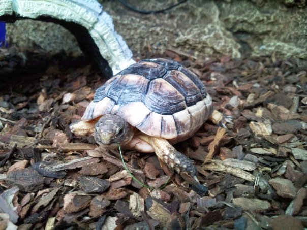 Top 10 Best Pet Tortoise Breeds for Beginners - The Reptile Bay