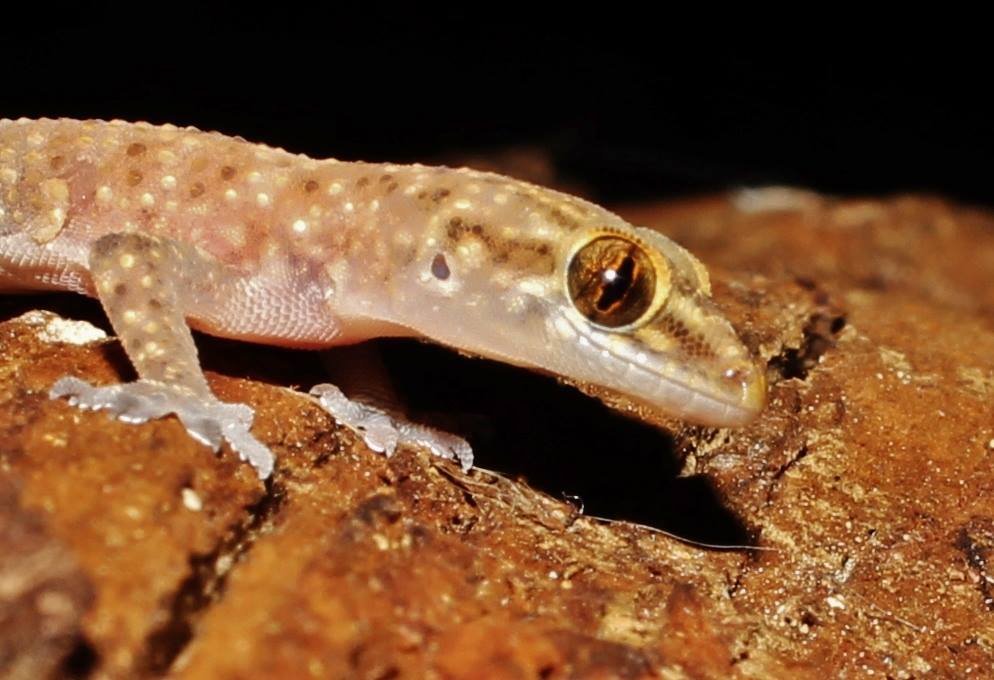 The Types of Geckos: 15 of the Best pet Gecko species - The Reptile Bay