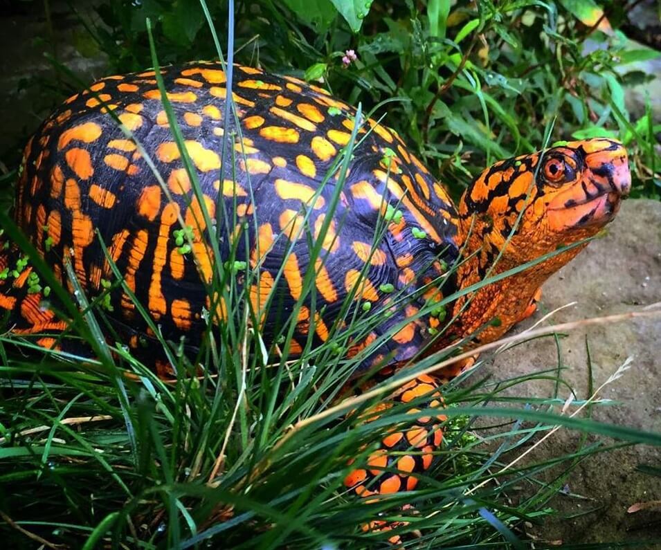 Turtle Breeds: 33 pet turtles for beginners - The Reptile Bay