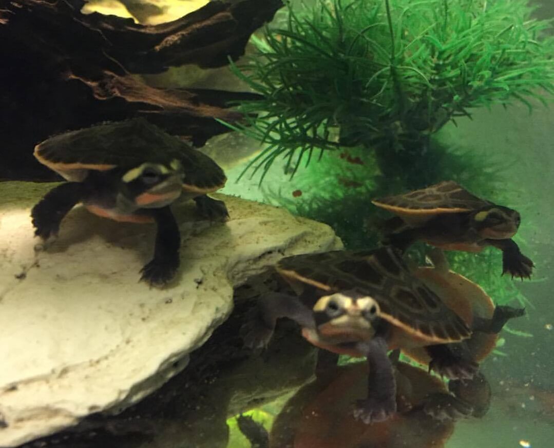 Turtle Breeds: 33 pet turtles for beginners - The Reptile Bay