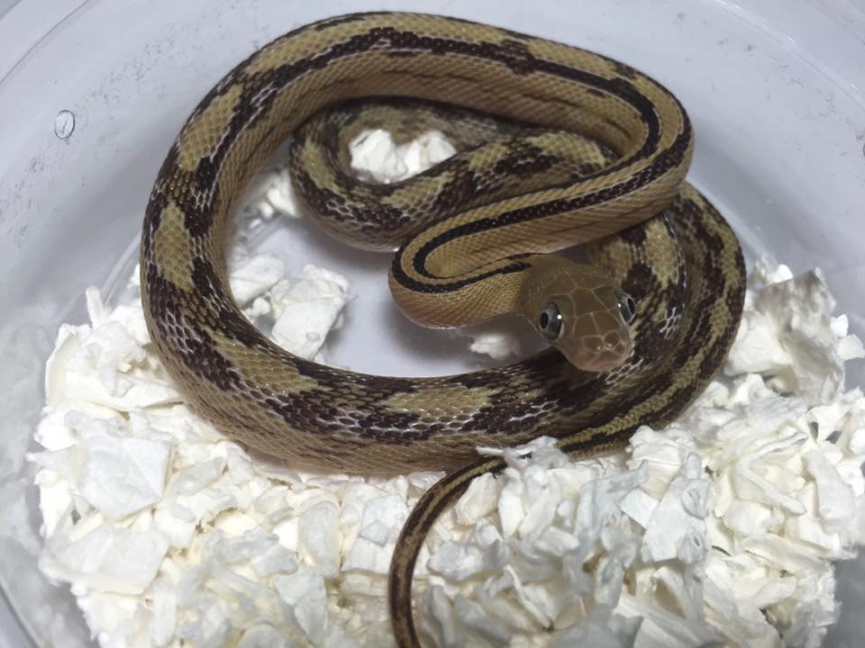 20 Pets Are Friendly Snakes for Beginning Pet Snakes - The Reptile Bay