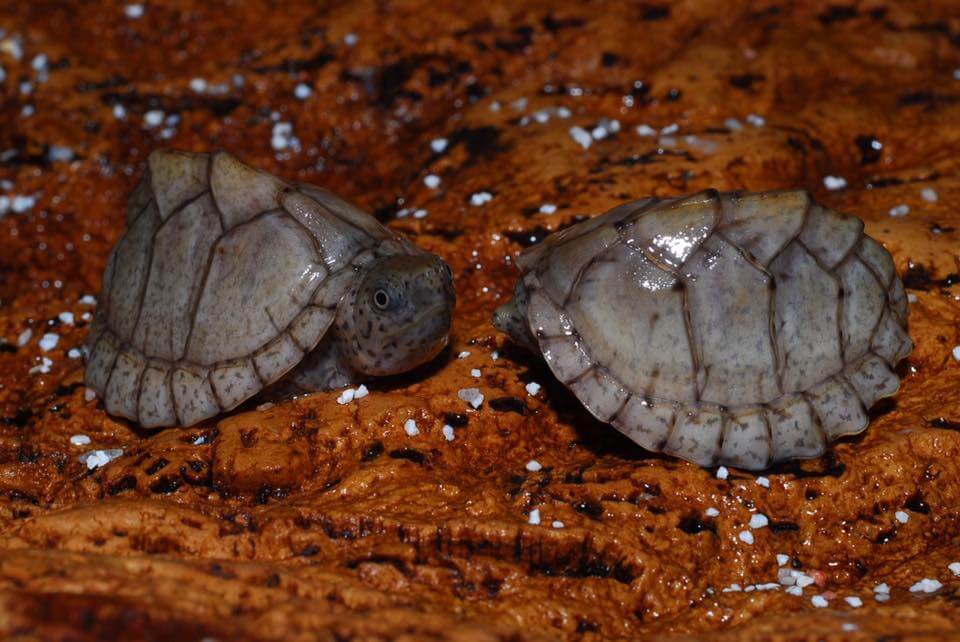 Turtle Breeds: 33 pet turtles for beginners - The Reptile Bay